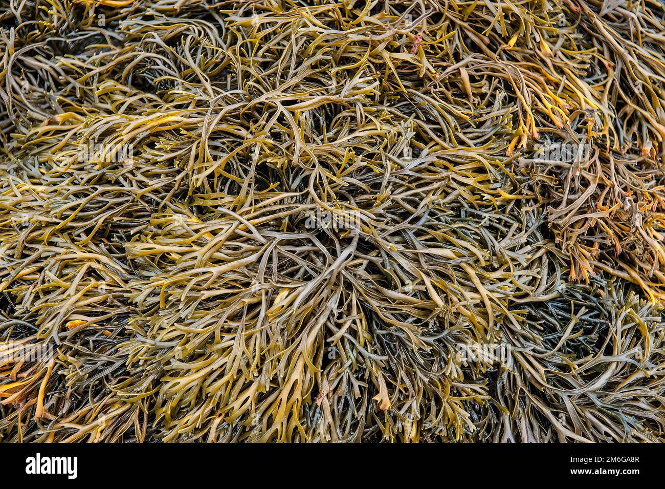 Pelvetia canaliculata seaweed, uk Stock Photo - Alamy