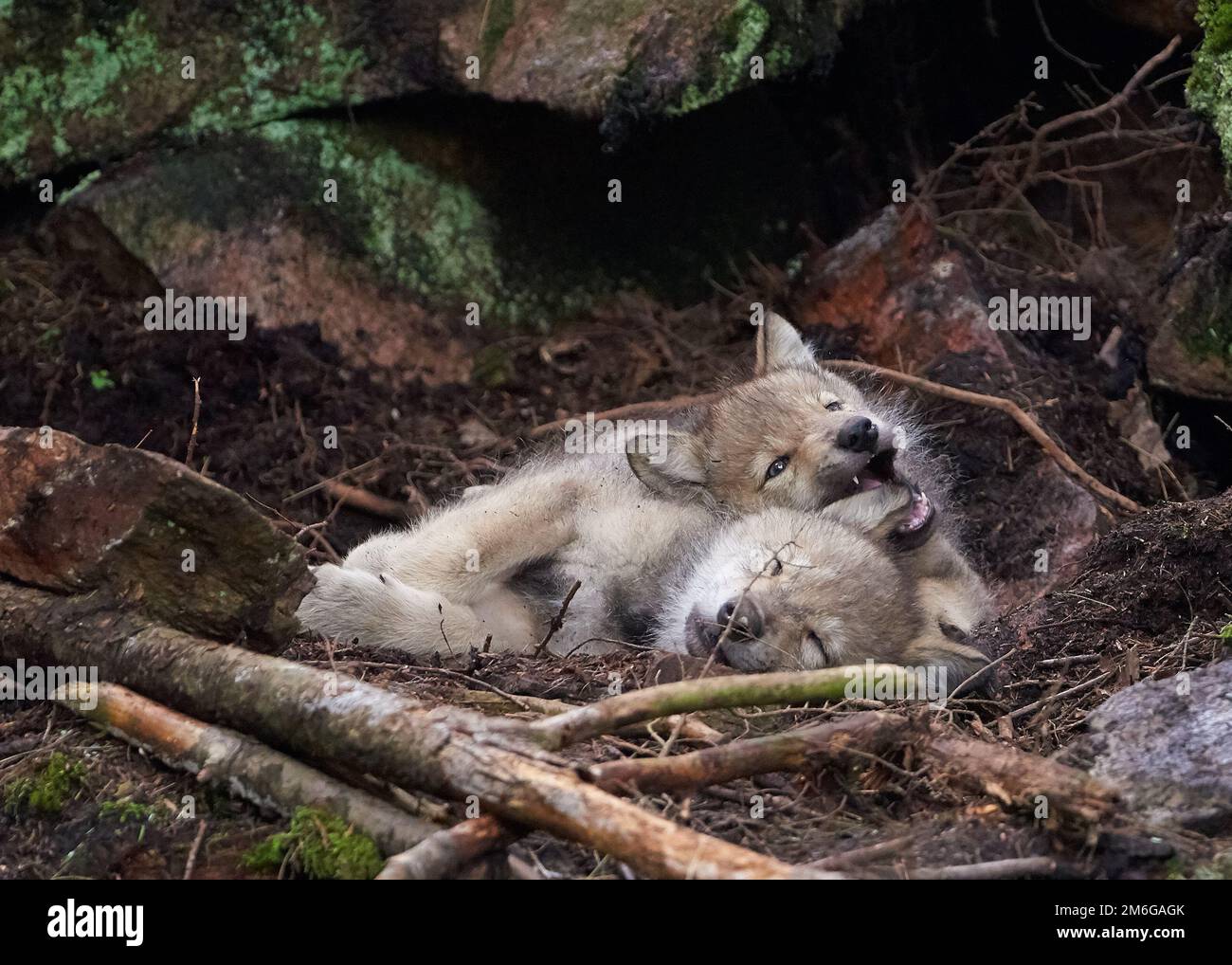 Canis lycaon hi-res stock photography and images - Alamy