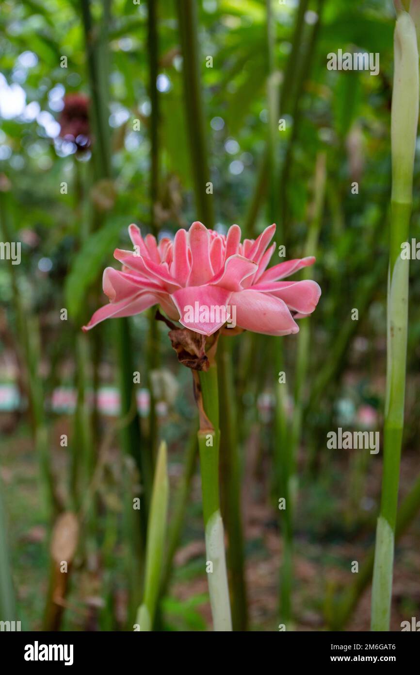 Beautiful blooming pink torch ginger flower Stock Photo - Alamy