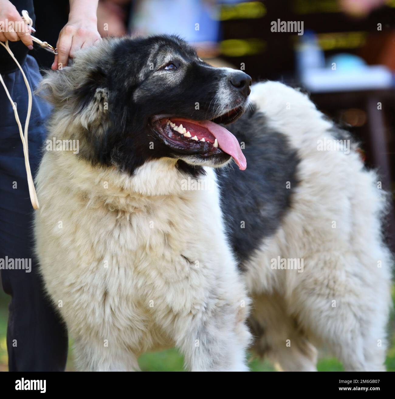 Caucasian shepherd hi-res stock photography and images - Alamy