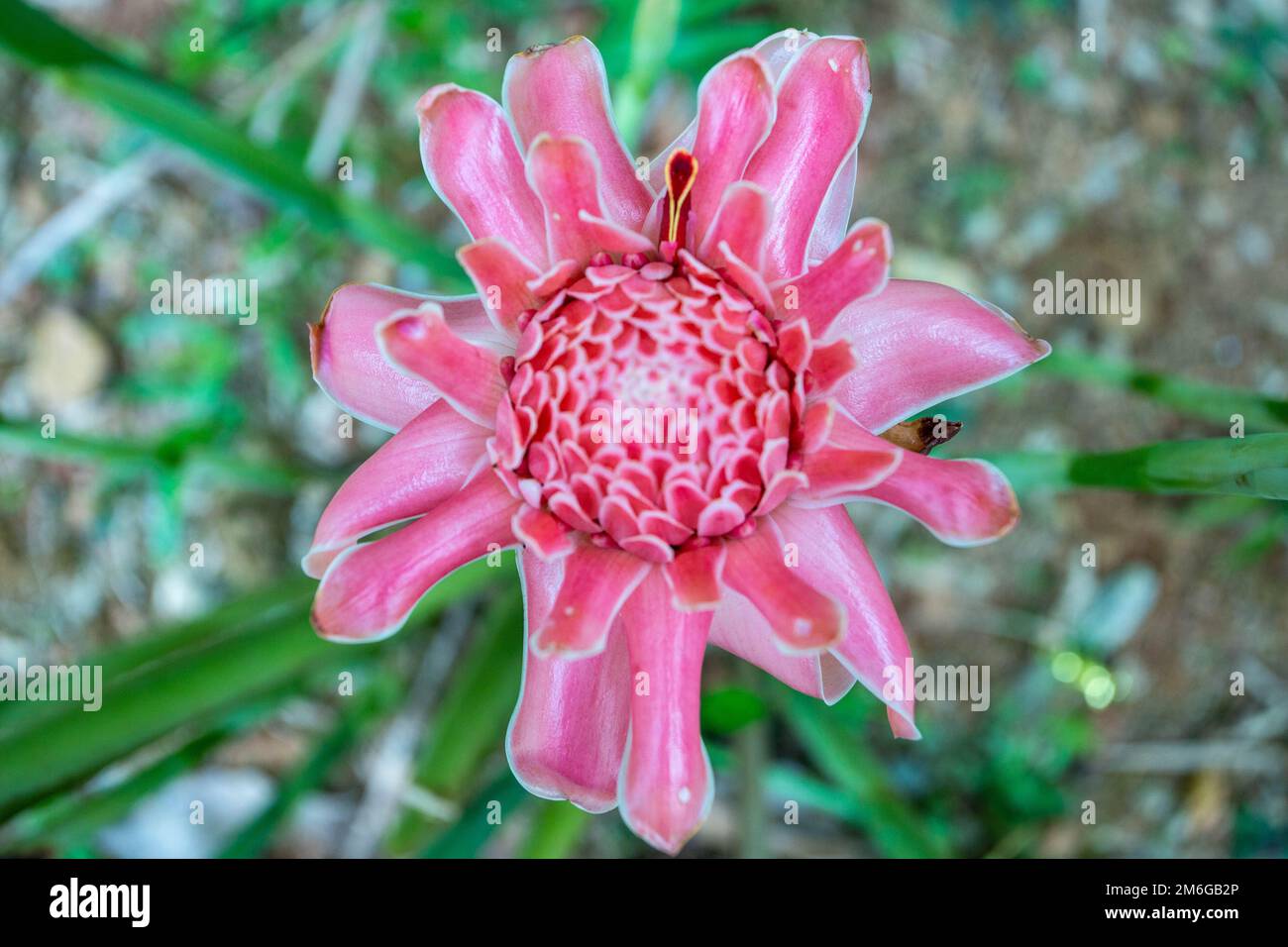 Beautiful blooming pink torch ginger flower Stock Photo - Alamy