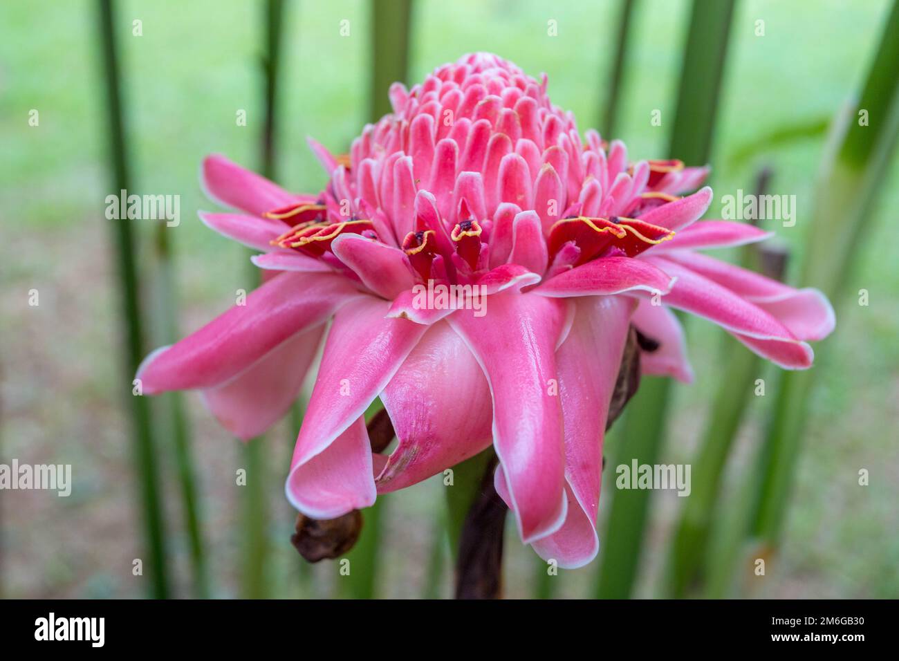 Pink flower ginger plant zingiberaceae hi-res stock photography and ...