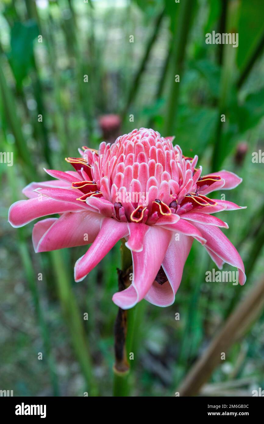 Bunga kantan flower hi-res stock photography and images - Alamy