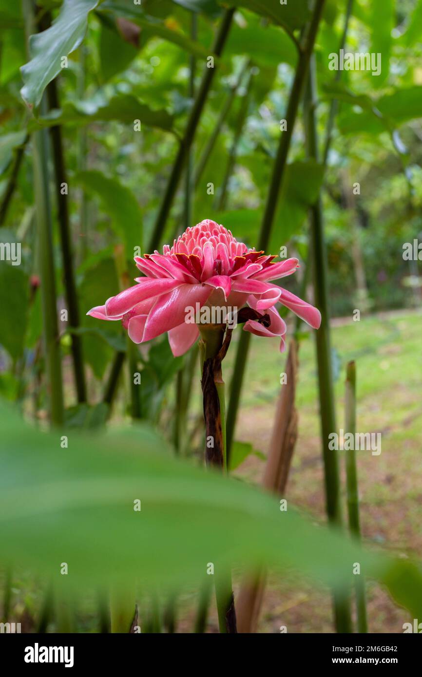 Beautiful blooming pink torch ginger flower Stock Photo - Alamy