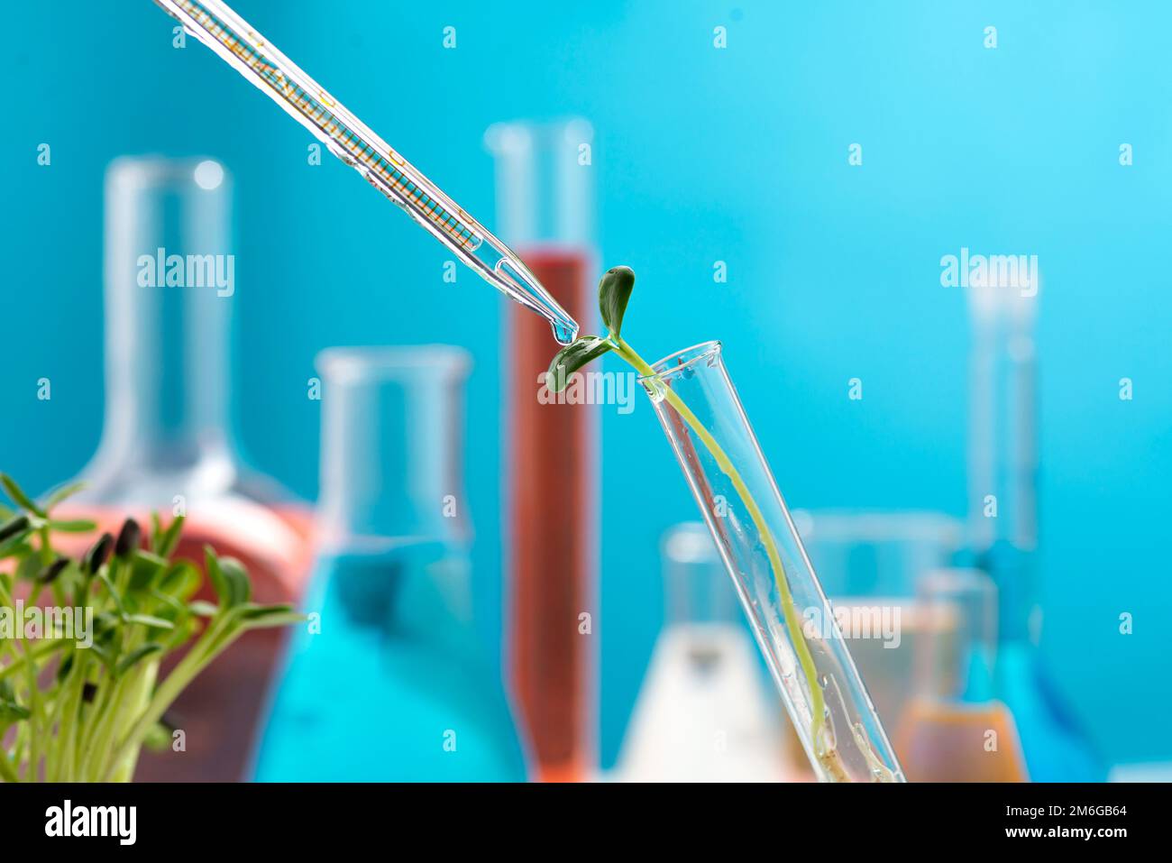 Microgreen sprout in a chemical test tube. Research on the beneficial ...