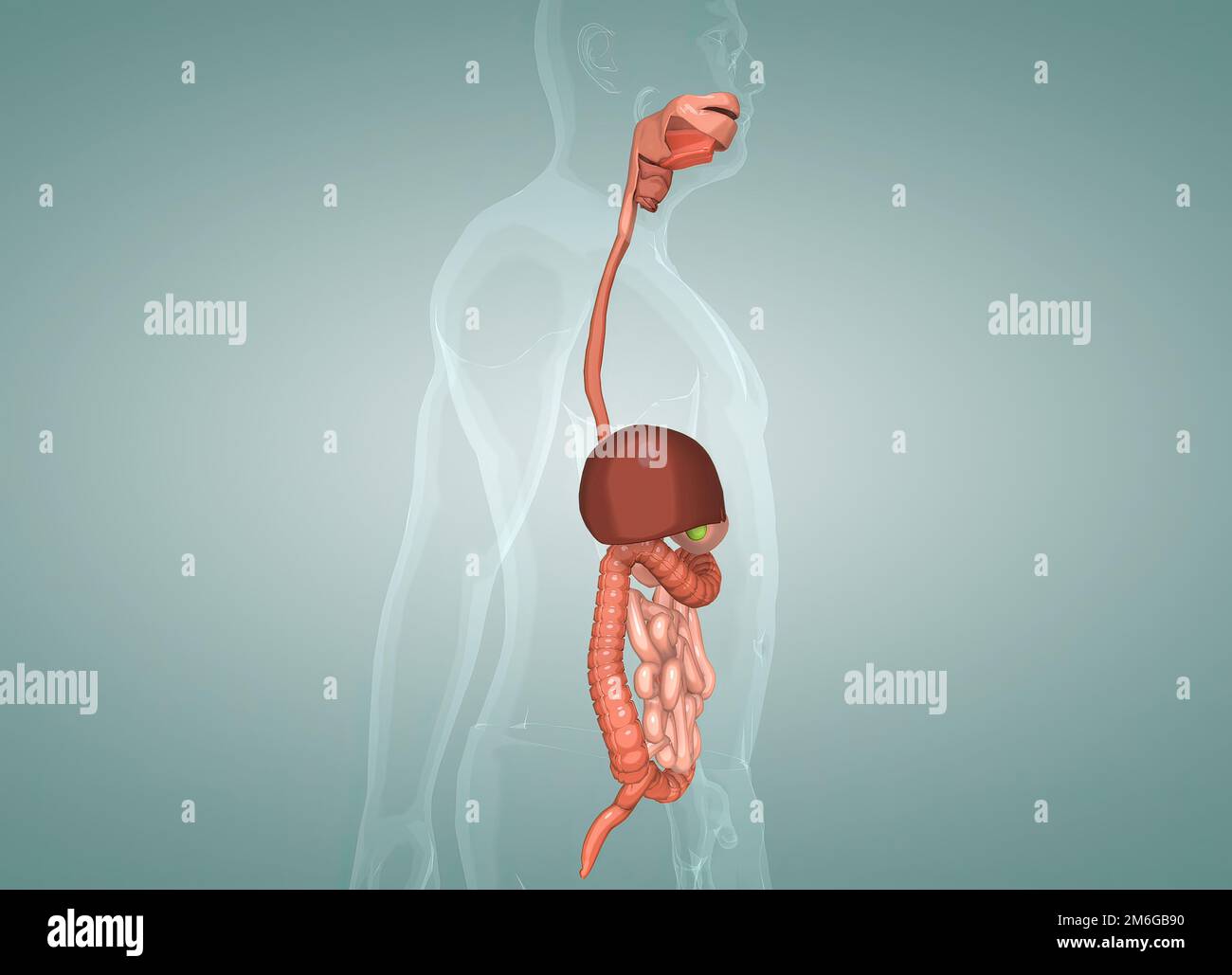 Human digestive small intestine back hi-res stock photography and ...