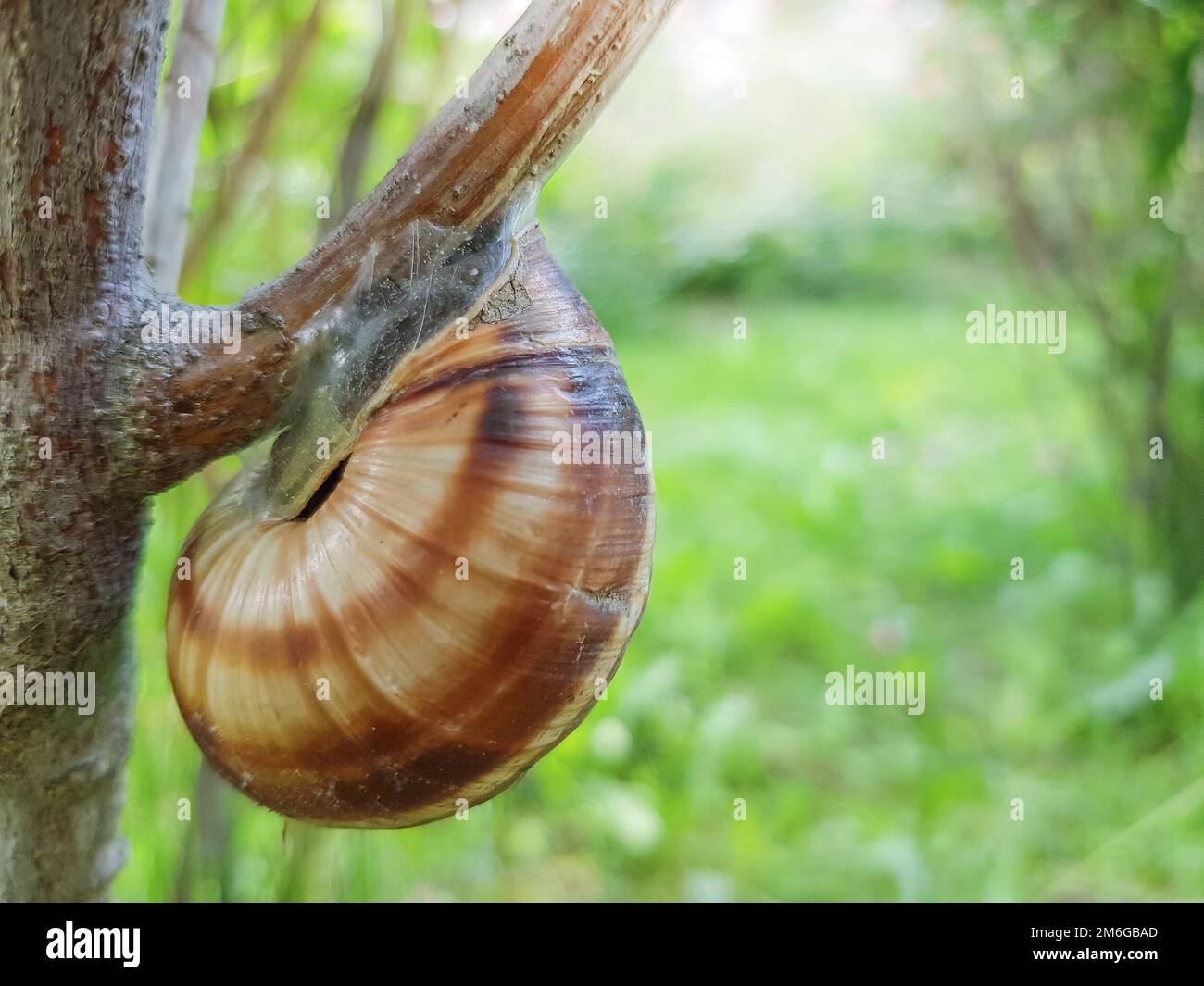 Beautiful clam on branch hi-res stock photography and images - Alamy