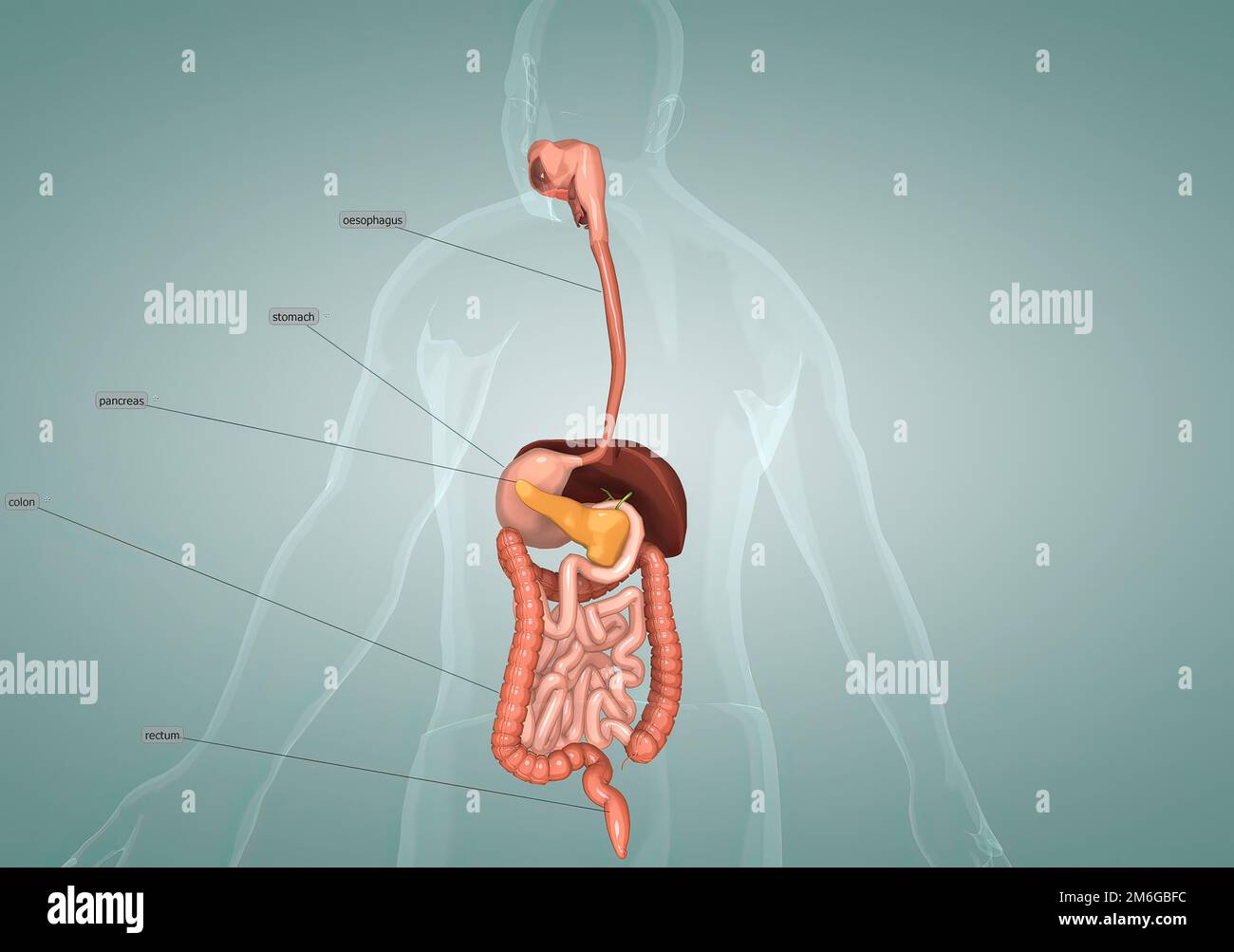 Human digestive small intestine back hi-res stock photography and ...