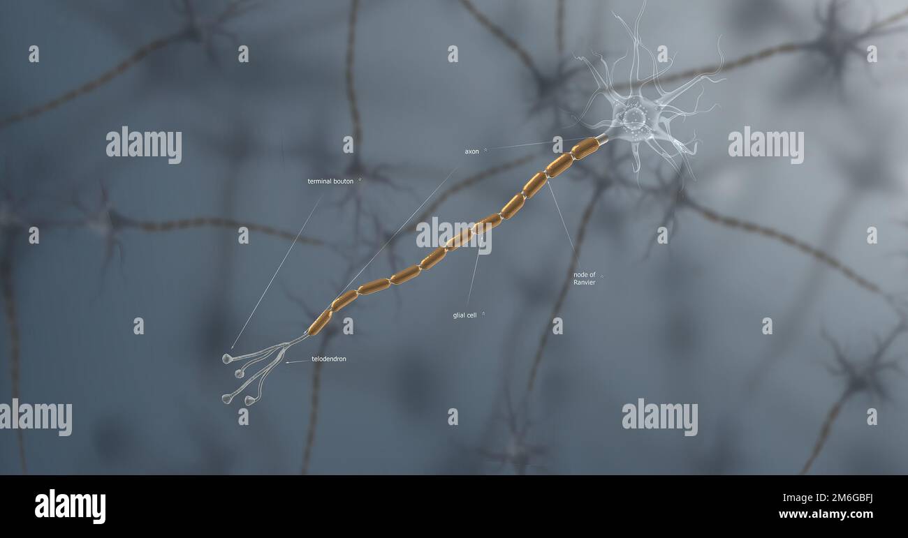 Nerve fibres human brain hi-res stock photography and images - Alamy