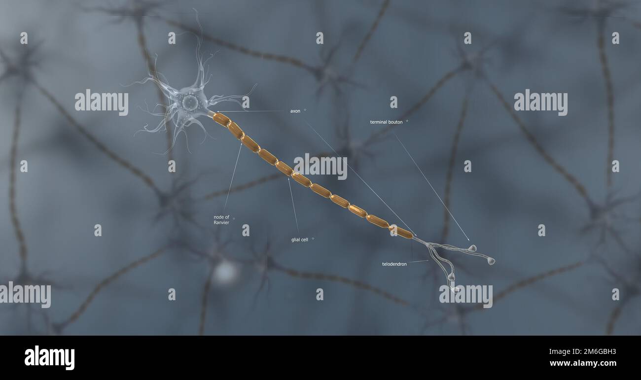 Nerve fibres human brain hi-res stock photography and images - Alamy