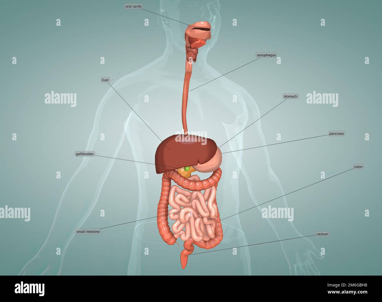 Human digestive small intestine back hi-res stock photography and ...