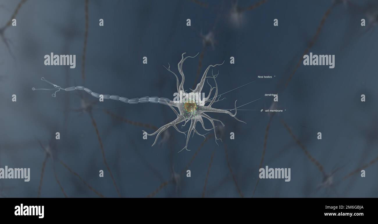 Typical lumbar vertebrae hi-res stock photography and images - Alamy