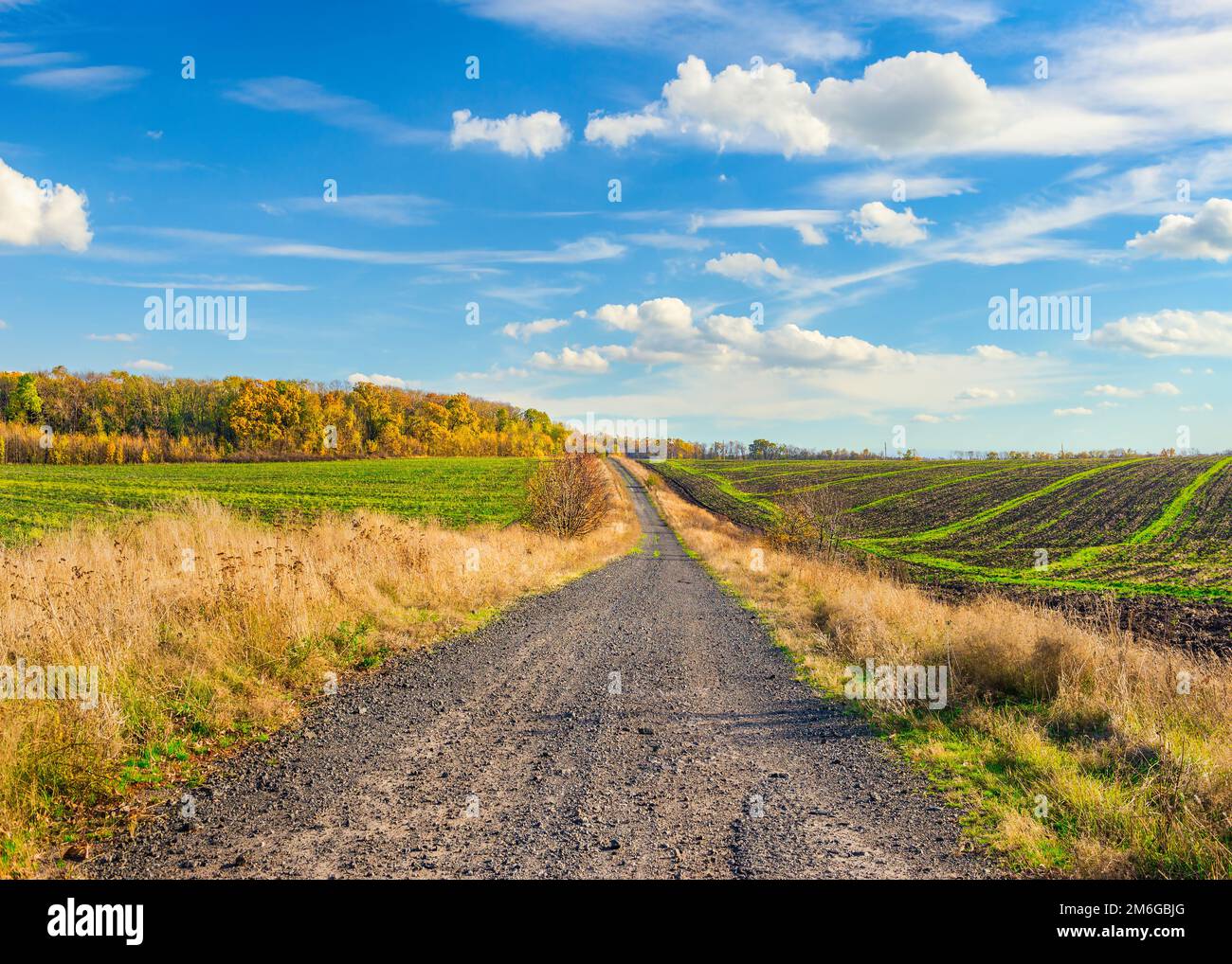 Country road with tree and fields hi-res stock photography and images ...