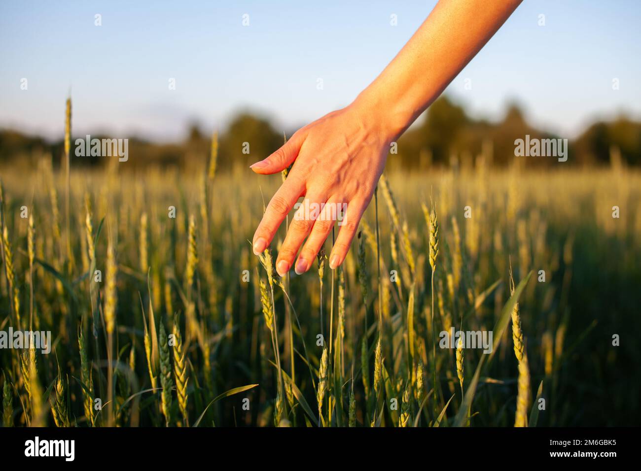 Wheat field. Hands holding ears of golden wheat close up Stock Photo ...