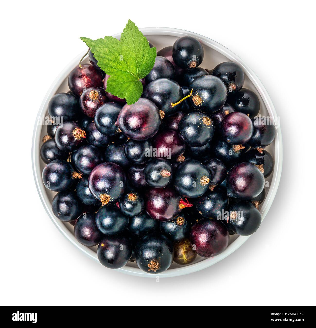 Harvest black currant hi-res stock photography and images - Alamy