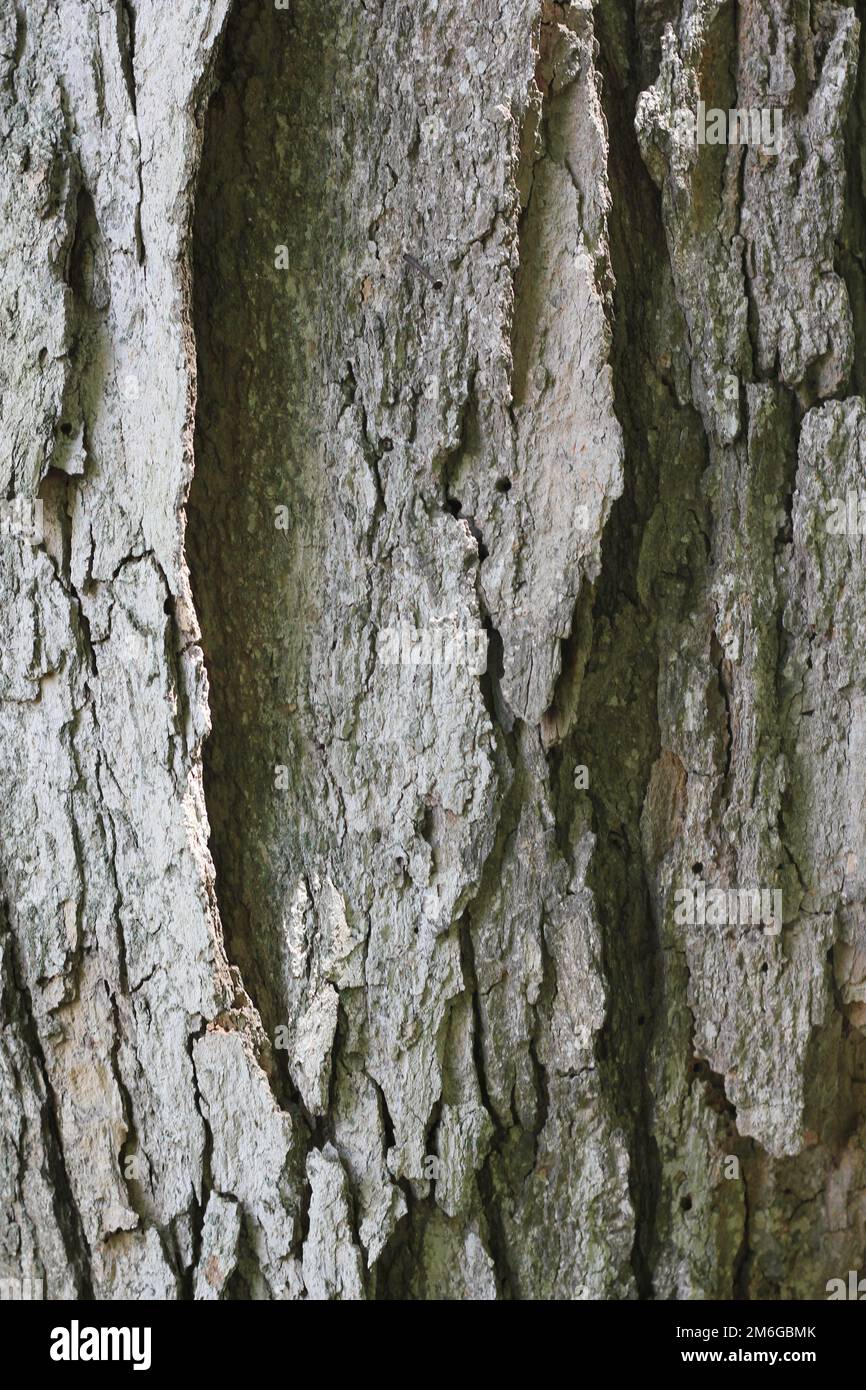 Full frame closeup of the bark growing on a tree trunk Stock Photo - Alamy