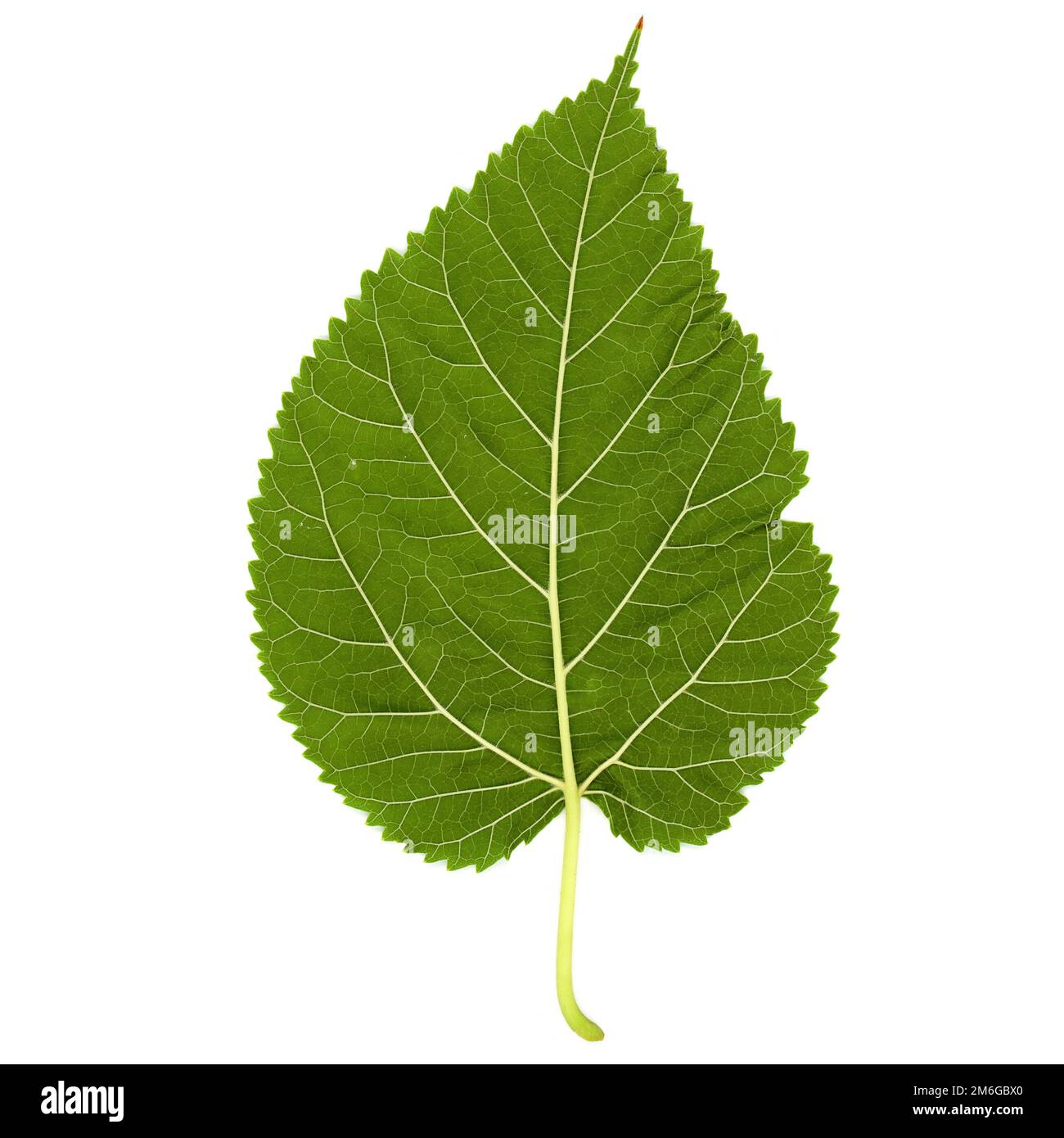 Mulberry tree leaf isolated over white Stock Photo - Alamy