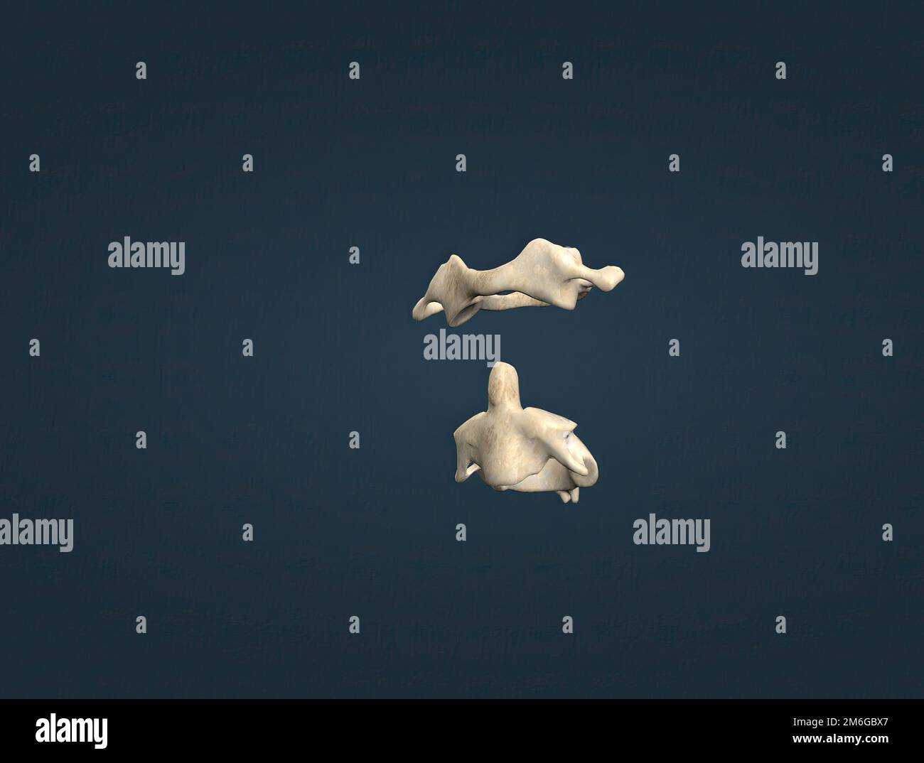 Vertebra cervical axis hi-res stock photography and images - Alamy