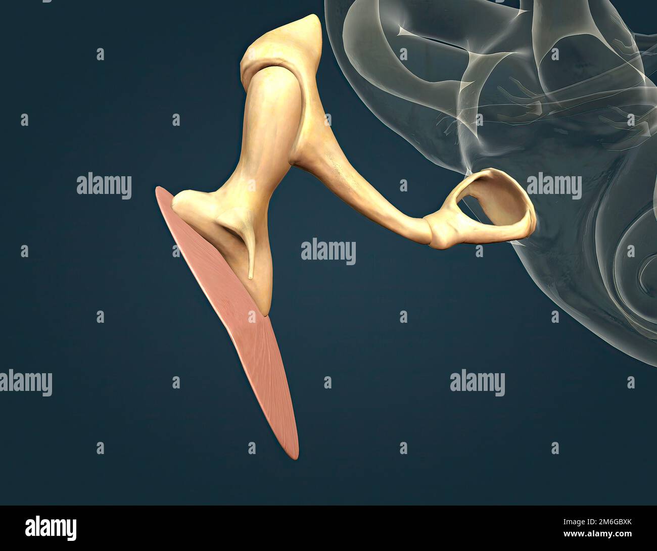 Infection of the outer ear canal hi-res stock photography and images ...