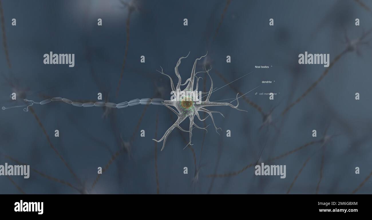 Typical thoracic vertebrae hi-res stock photography and images - Alamy