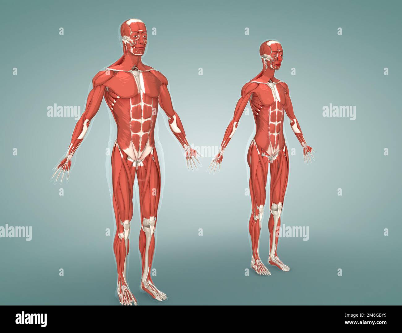 Human digestive small intestine back hi-res stock photography and ...