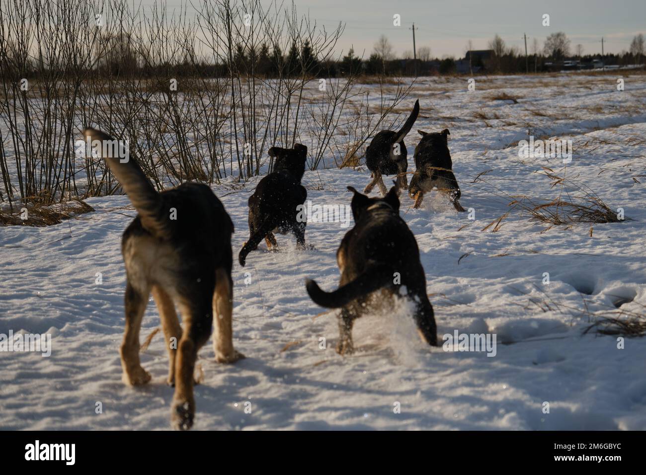 Sled dog kennel outside. Alaskan husky puppies of same litter walk ...