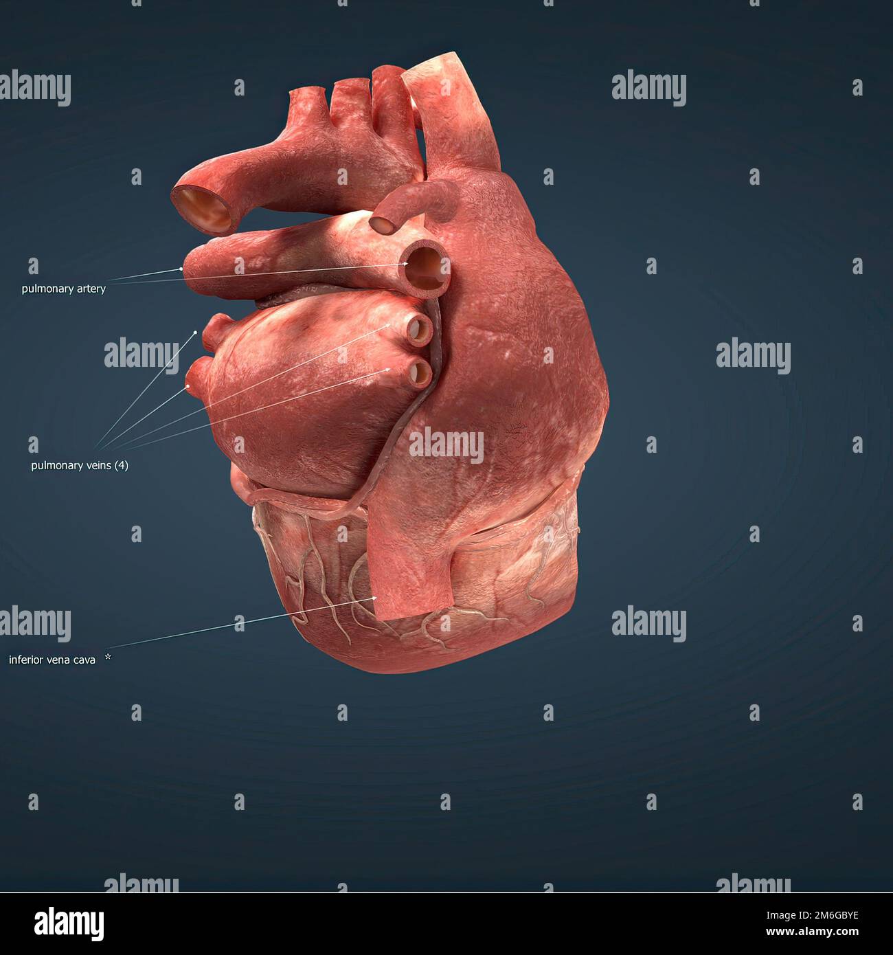 Auscultation artery hi-res stock photography and images - Alamy