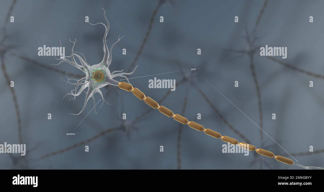 Spinal ganglion nerve cell hi-res stock photography and images - Alamy