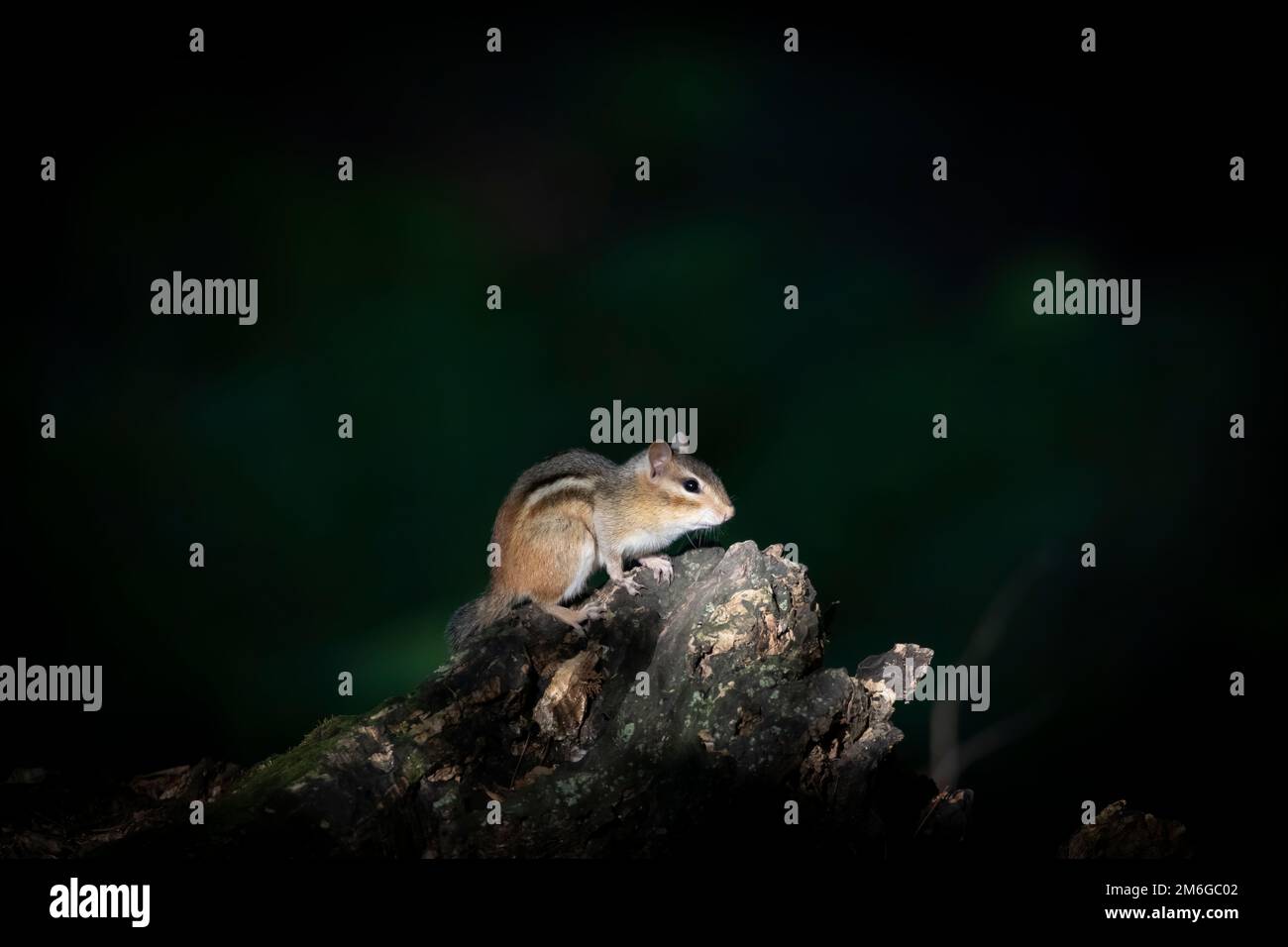 The eastern chipmunk (Tamias striatus Stock Photo - Alamy