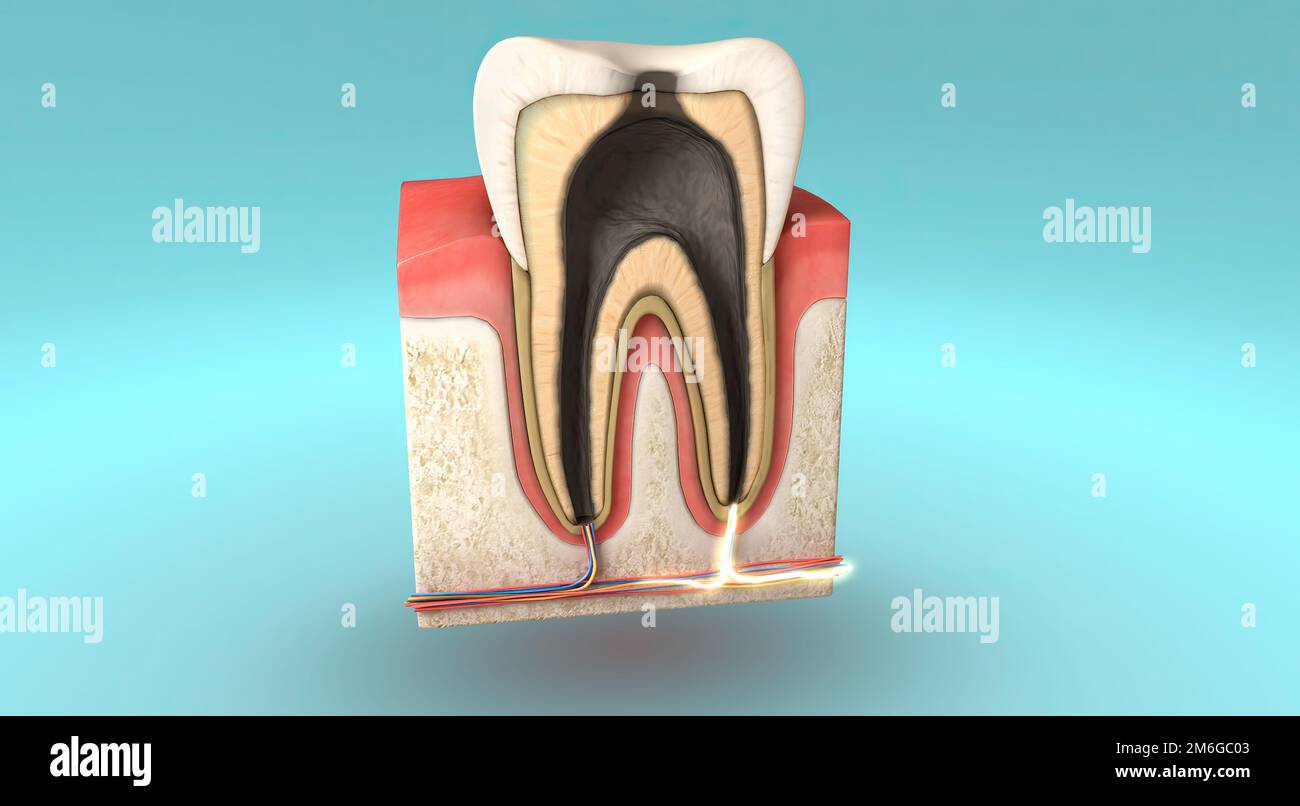 Diphyodont dentition hi-res stock photography and images - Alamy