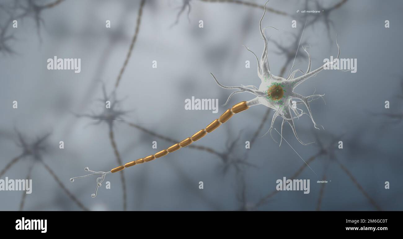 Spinal ganglion nerve cell hi-res stock photography and images - Alamy