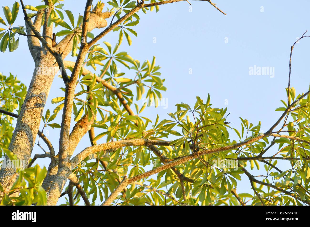 tree ,Alstonia scholaris or APOCYNACEAE or Devil Tree or White ...