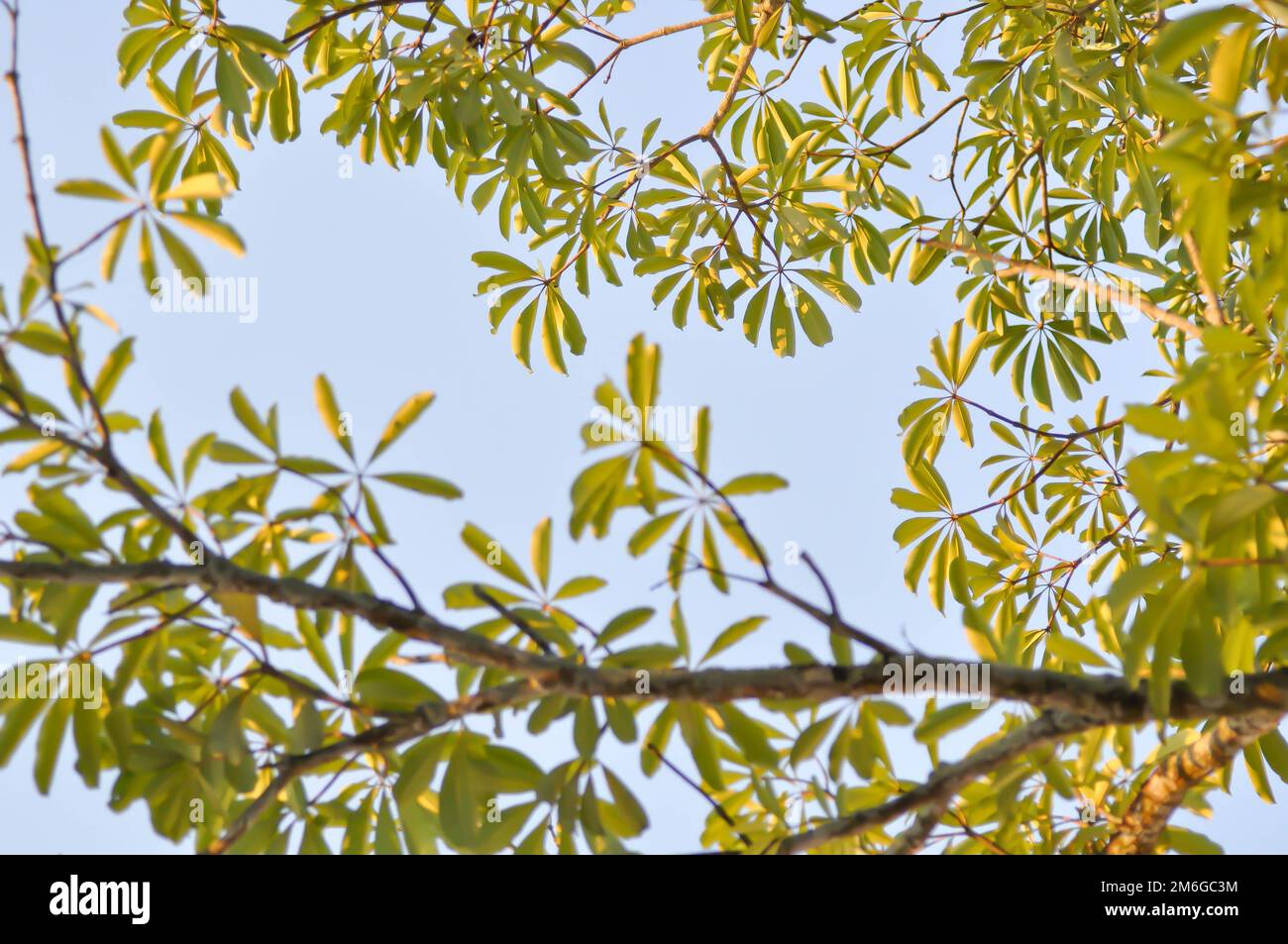 tree ,Alstonia scholaris or APOCYNACEAE or Devil Tree or White ...
