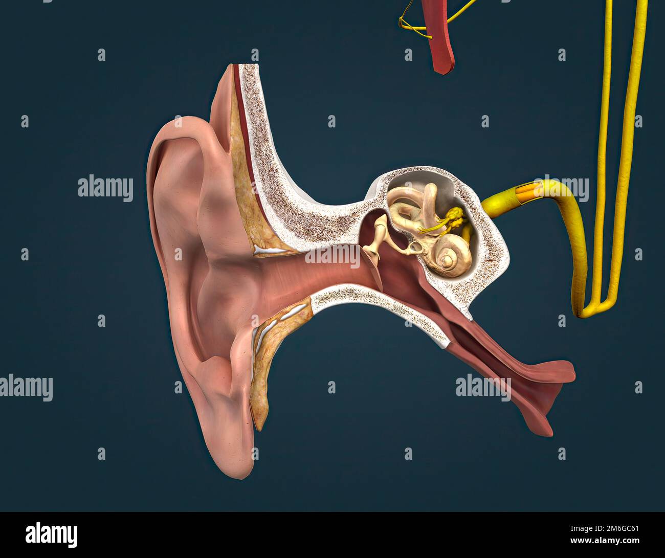 Paracentesis of the eardrum hi-res stock photography and images - Alamy
