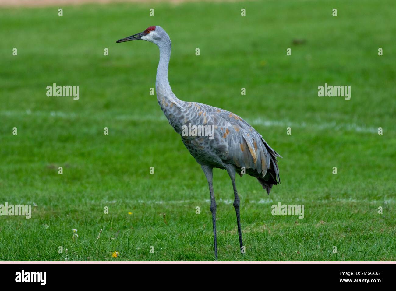 Sandhill crane looking for food on a meadow Stock Photo - Alamy