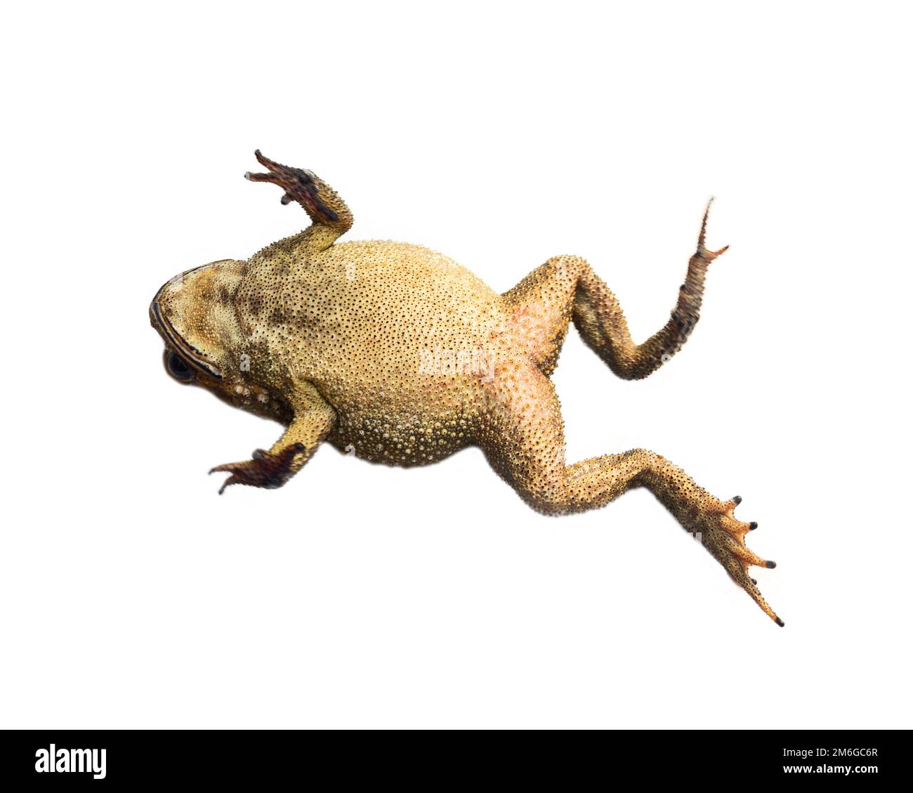 Indian common toad hi-res stock photography and images - Alamy