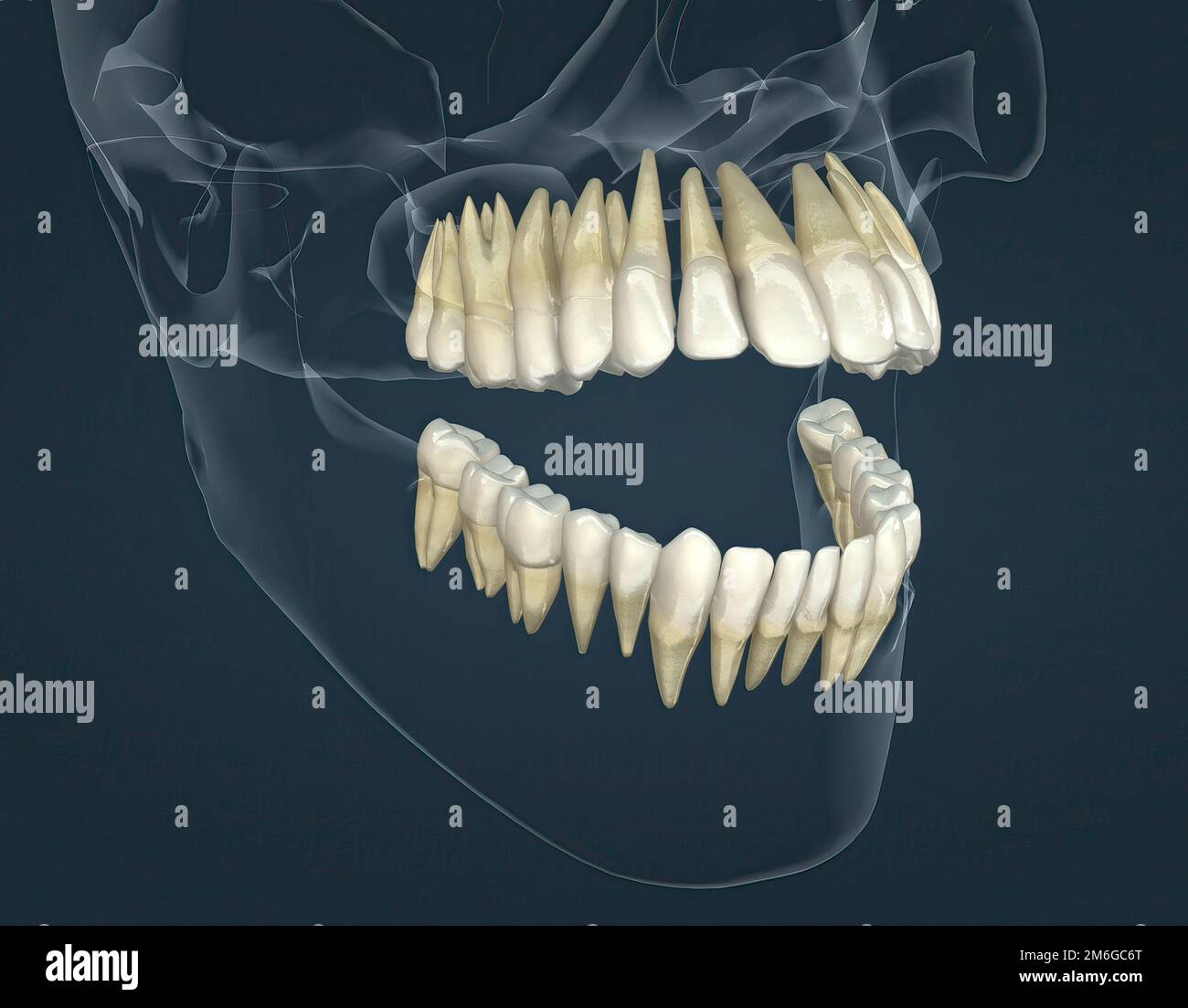 Diphyodont dentition hi-res stock photography and images - Alamy