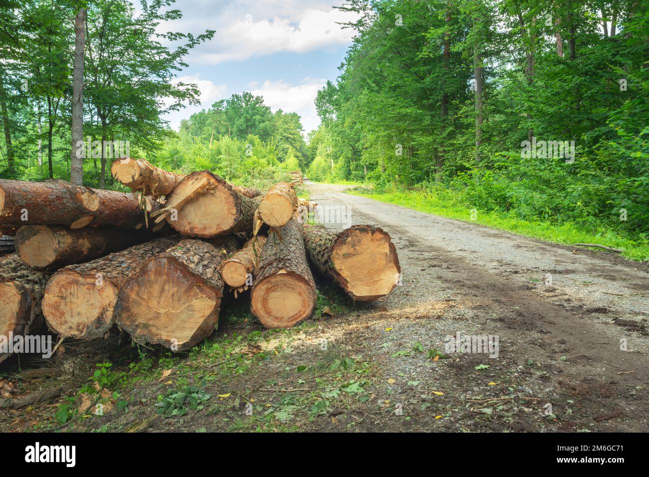 Felled trees lying next to the forest road Stock Photo - Alamy