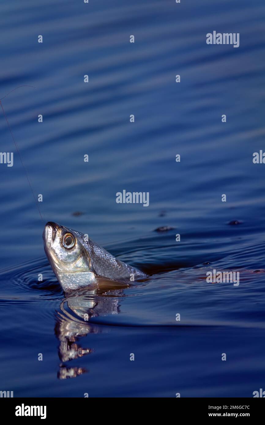 Dynamic picture when Sabrefish are fishing Stock Photo - Alamy