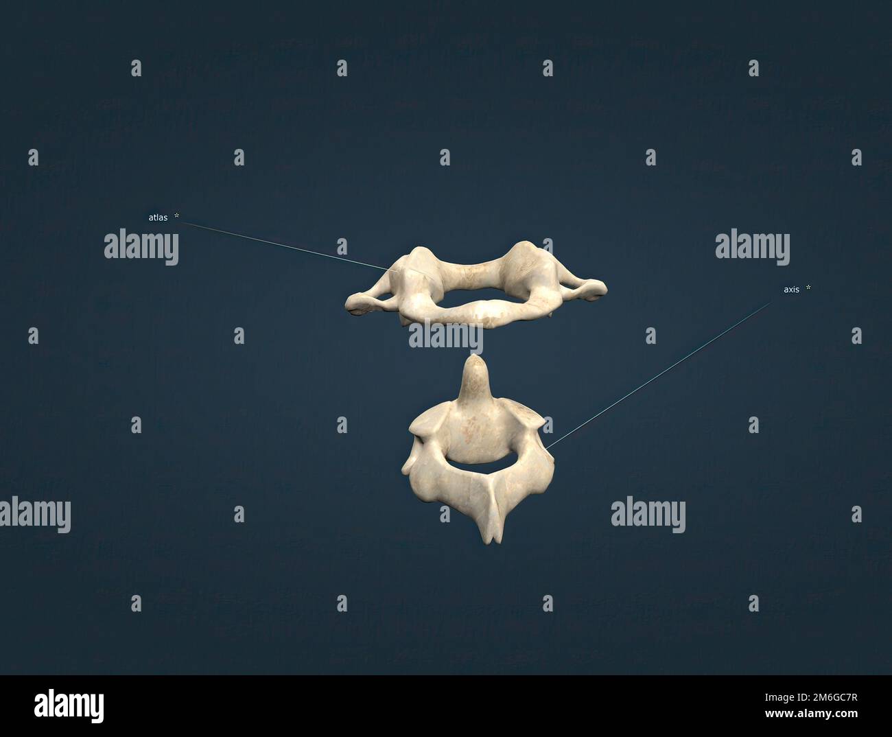 Atlas vertebra 3d hi-res stock photography and images - Alamy