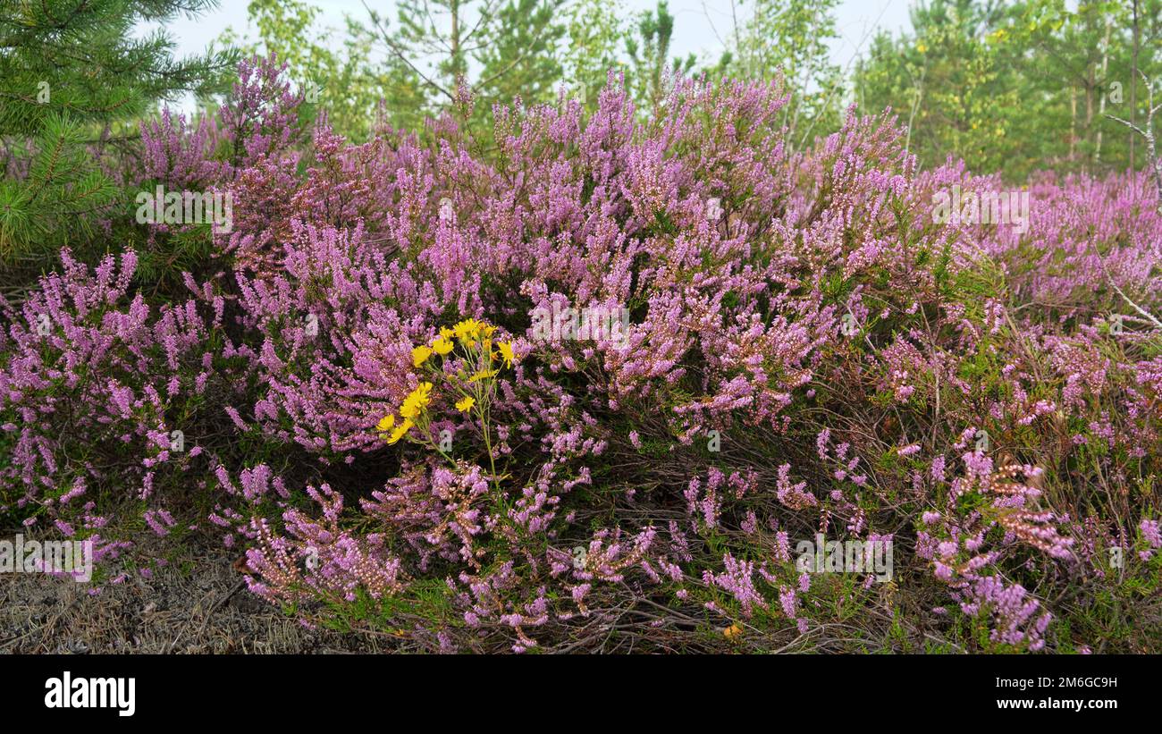 Canada thistle on background of blooming heather Stock Photo - Alamy