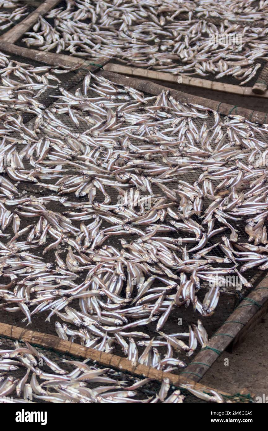 Small fish (ca com) for production of fish sauce in factory Stock Photo ...