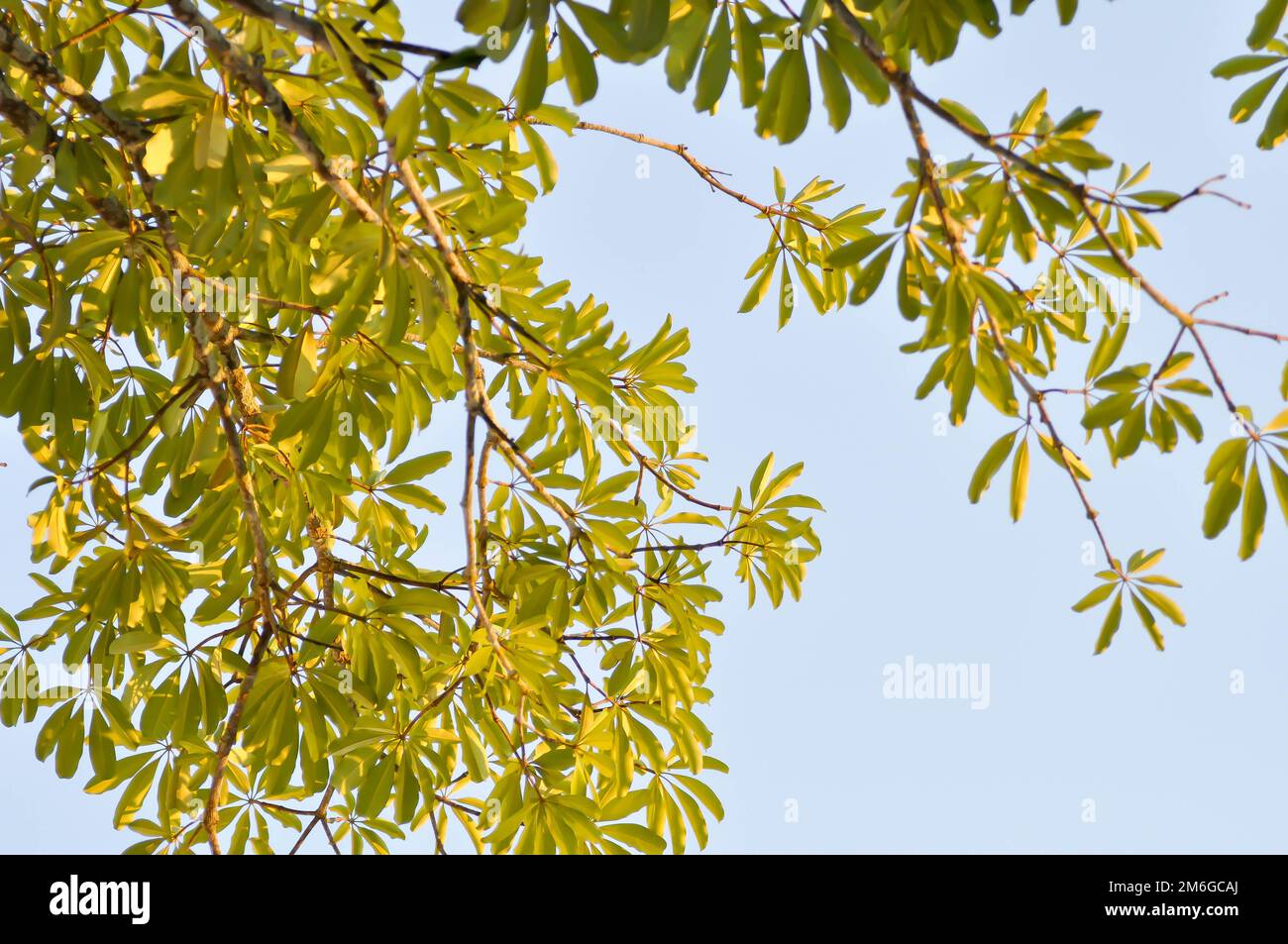 tree ,Alstonia scholaris or APOCYNACEAE or Devil Tree or White ...