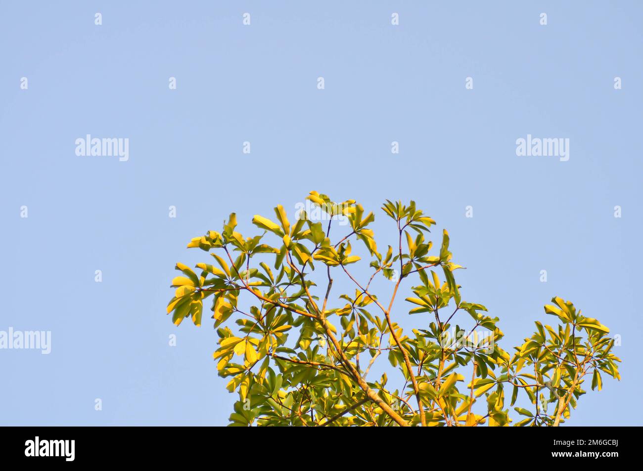 tree ,Alstonia scholaris or APOCYNACEAE or Devil Tree or White ...