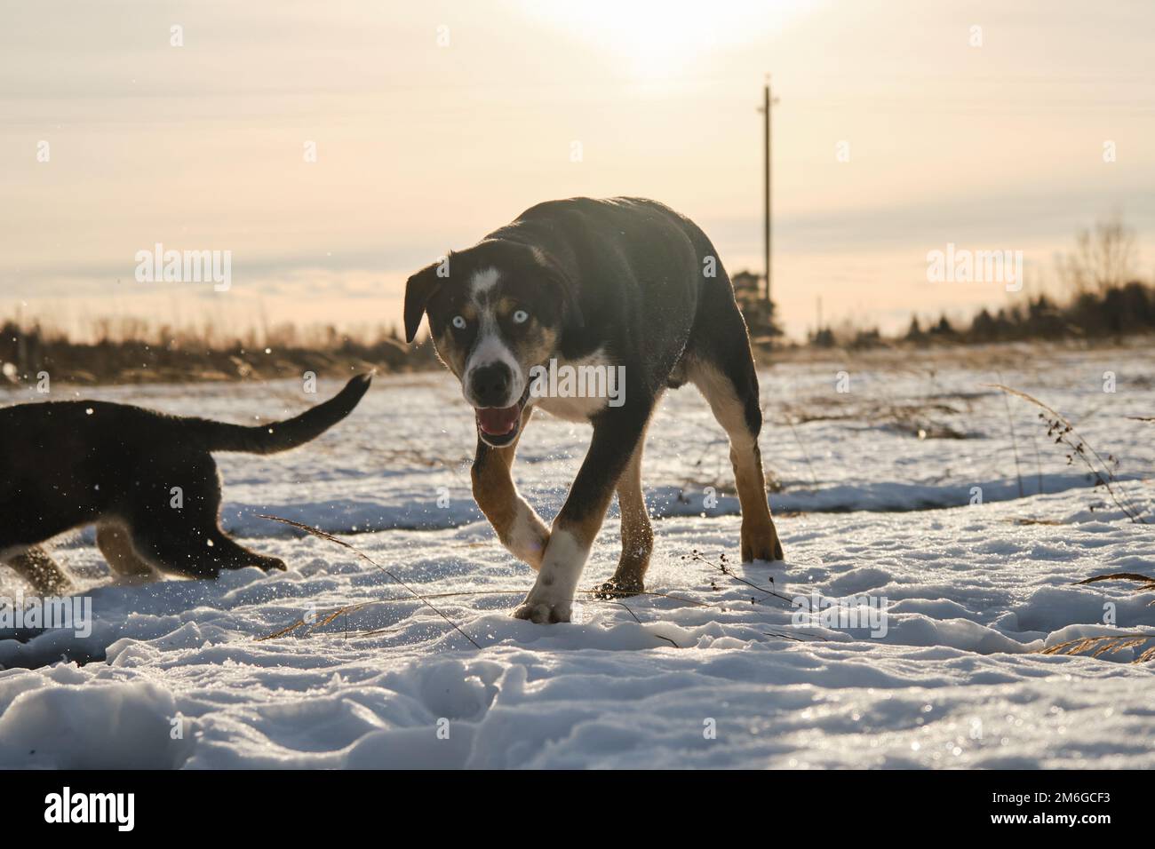 Sled dog kennel outside. Alaskan husky puppies of same litter walk ...