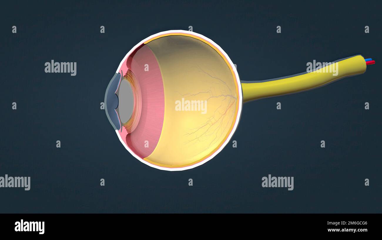 Macula lutea hi-res stock photography and images - Alamy