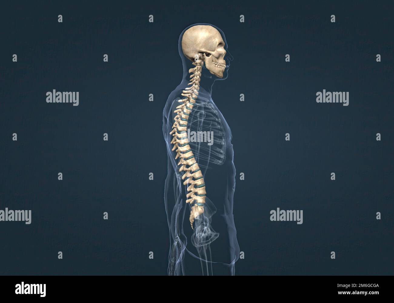 Anatomy of a Normal Spine 3d illustration Stock Photo - Alamy
