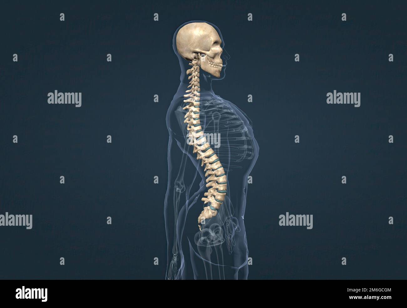 Thoracic spine posterior hi-res stock photography and images - Alamy