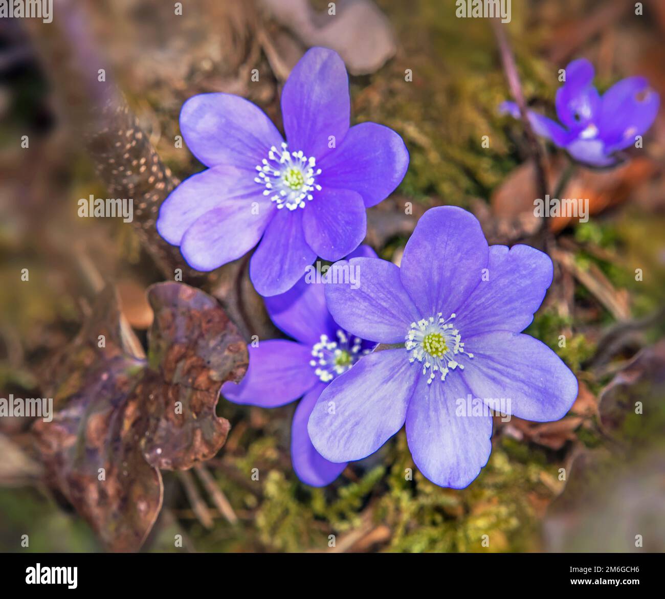 Liverwort 'Hepatica nobilis' Stock Photo - Alamy