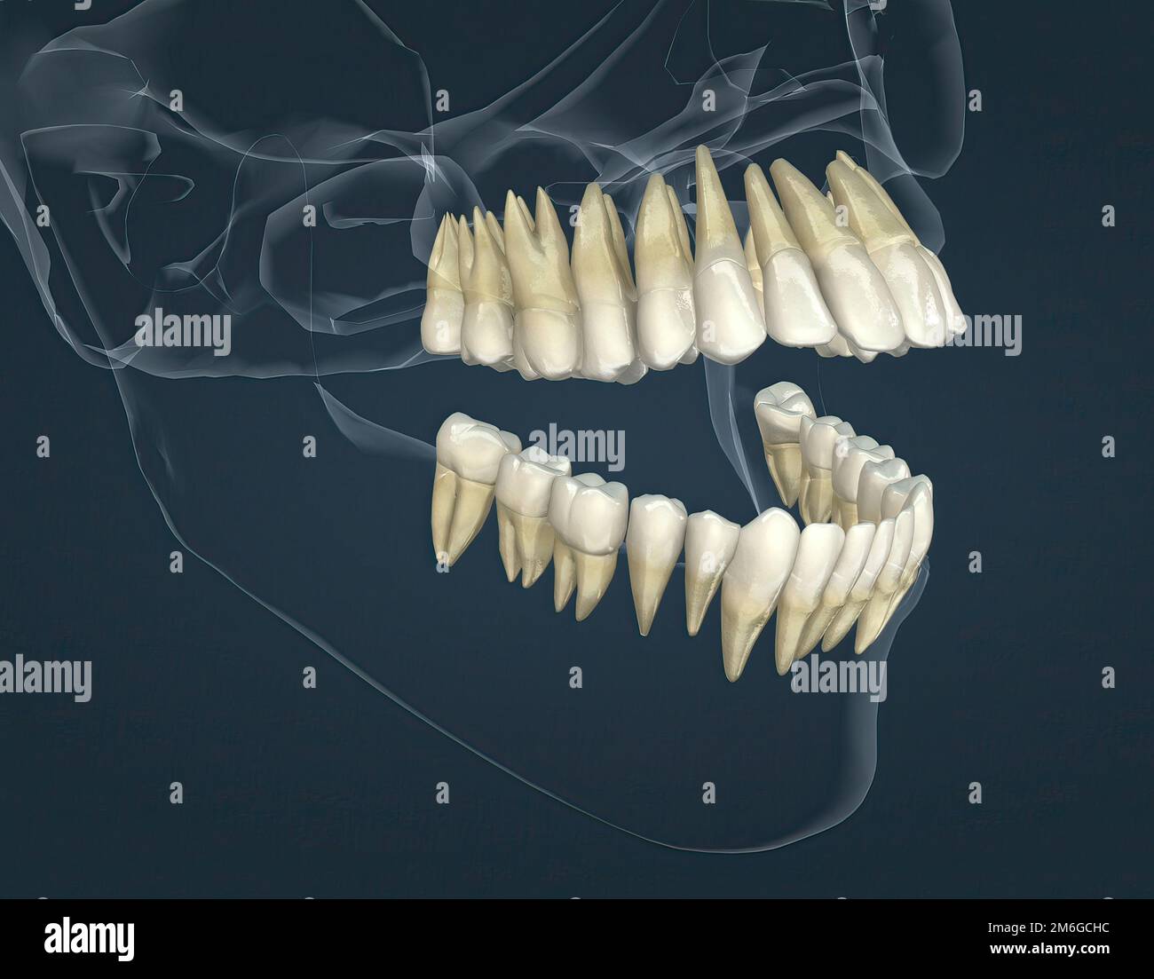 Diphyodont dentition hi-res stock photography and images - Alamy
